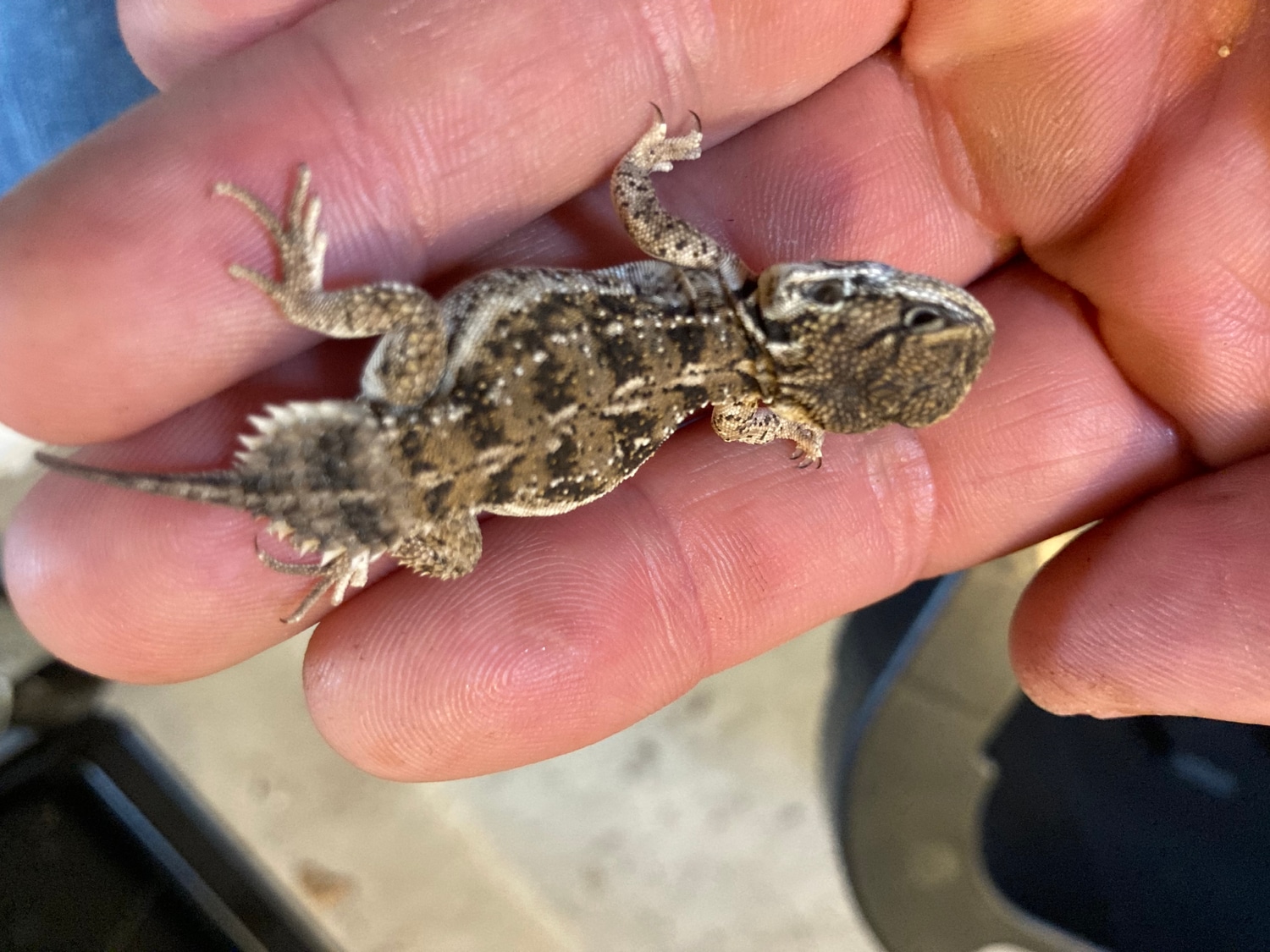 Lot Of 3 Xenagama Batillifera (Sensu Lato) More Lizard by Seven Brooks ...