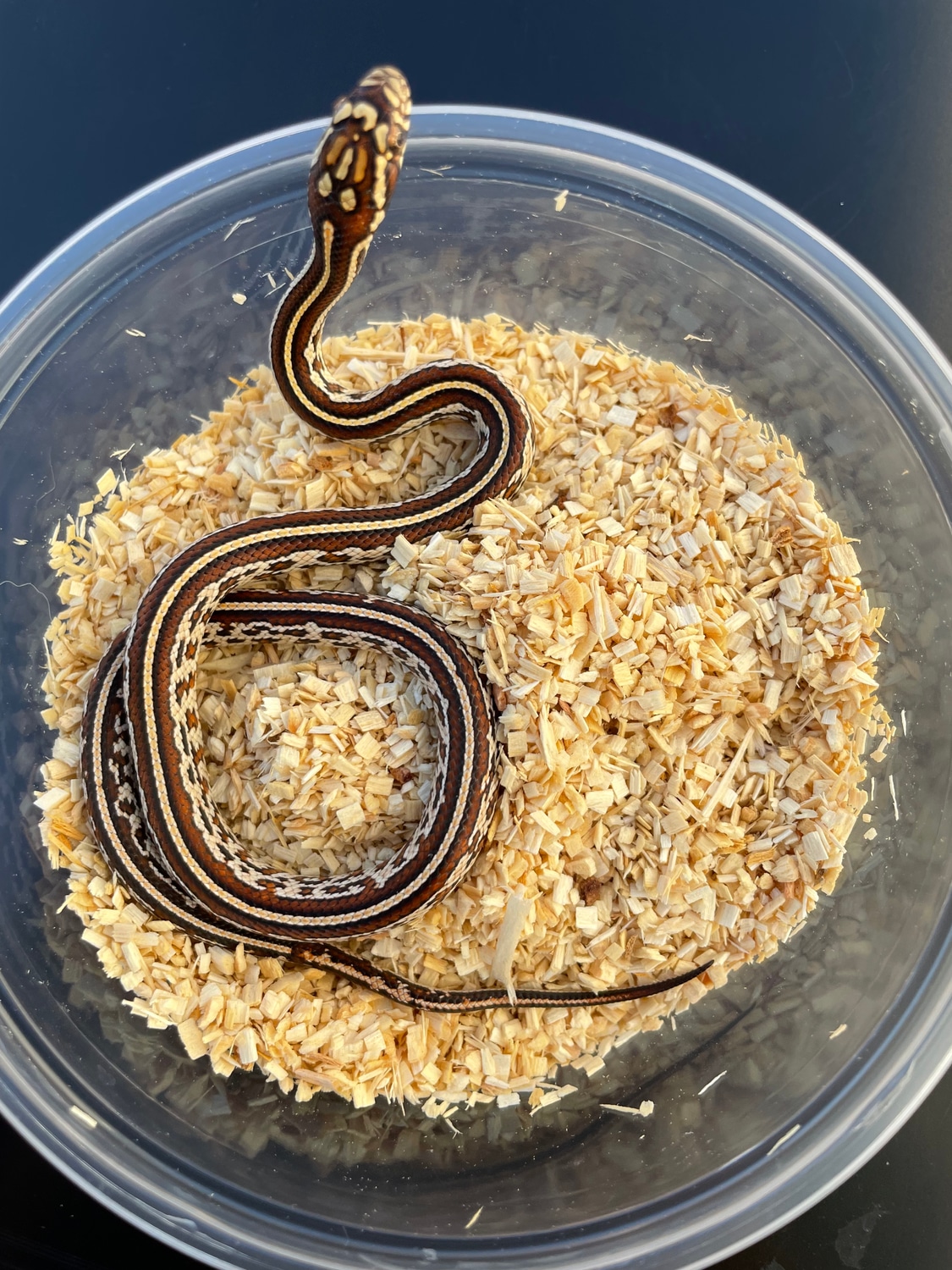 Hybrid /King Corn Snake by Seven-Headed Serpents - MorphMarket