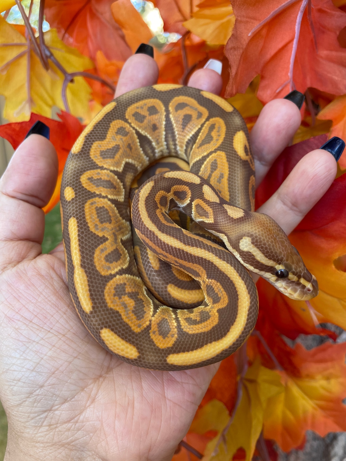 Black Pastel Ultramel *FREE SHIPPING* Ball Python by Seven-Headed ...