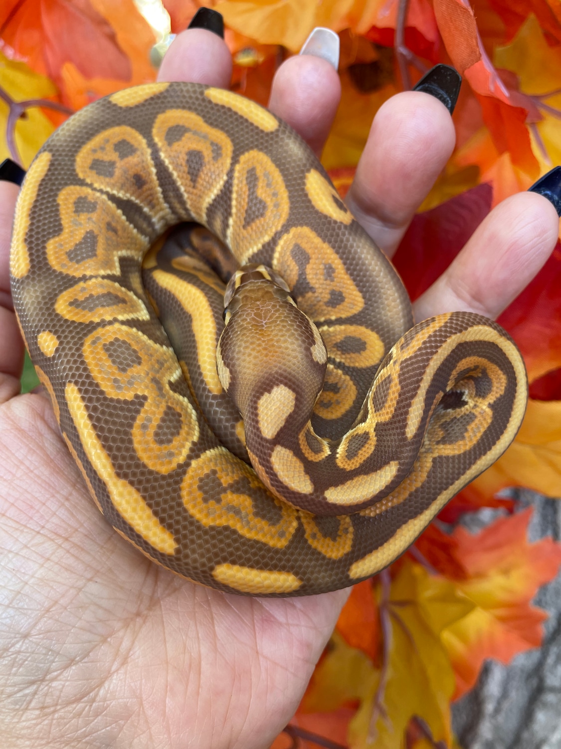 Black Pastel Ultramel *FREE SHIPPING* Ball Python by Seven-Headed ...