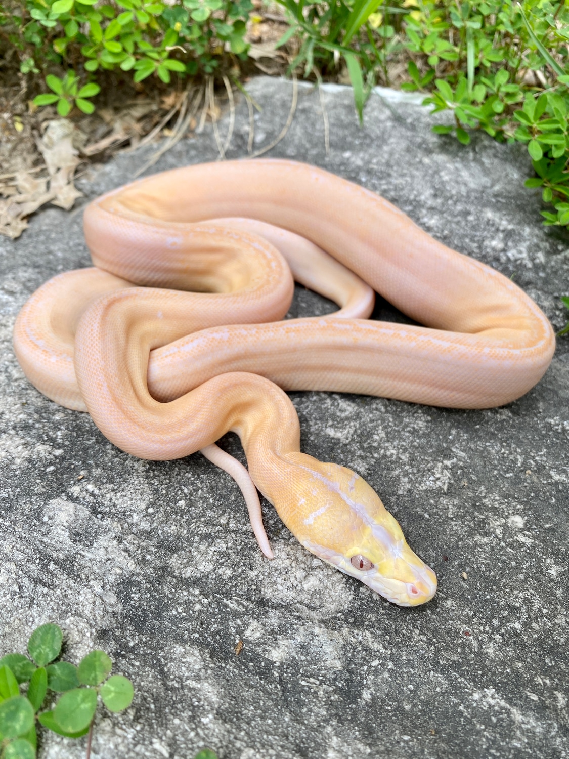 Lavender Albino Motley Goldenchild Possible Platinum Reticulated Python ...