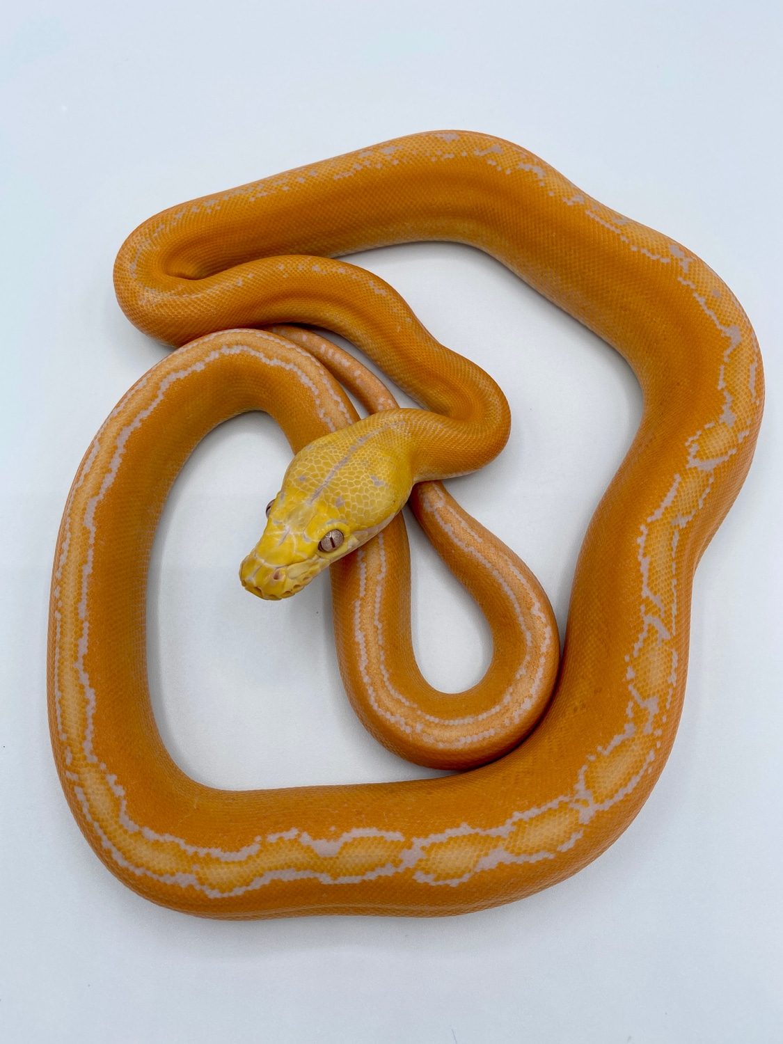 Platinum Lavender Albino Goldenchild Reticulated Python by Seven Meter ...