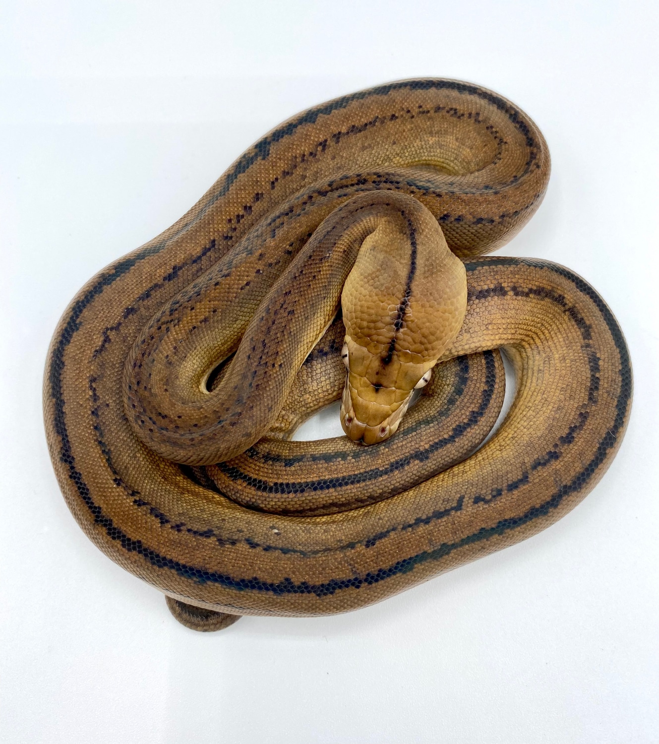 Platinum Goldenchild Tiger Het White Albino Reticulated Python by Seven ...