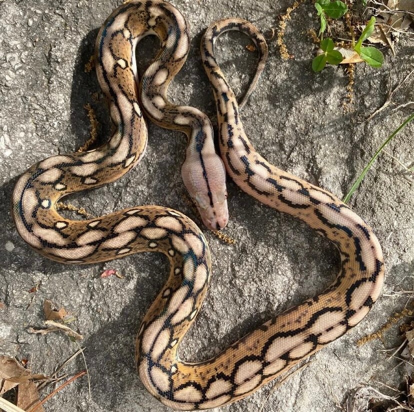 50% OFF SALE - Motley Tiger Het White Albino Reticulated Python by ...