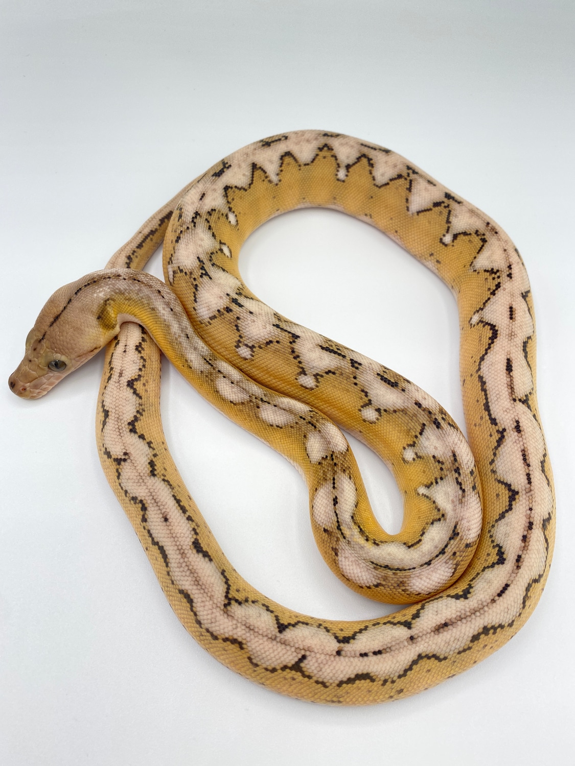 Platinum Motley Tiger Double Het Anthrax And White Albino Reticulated ...