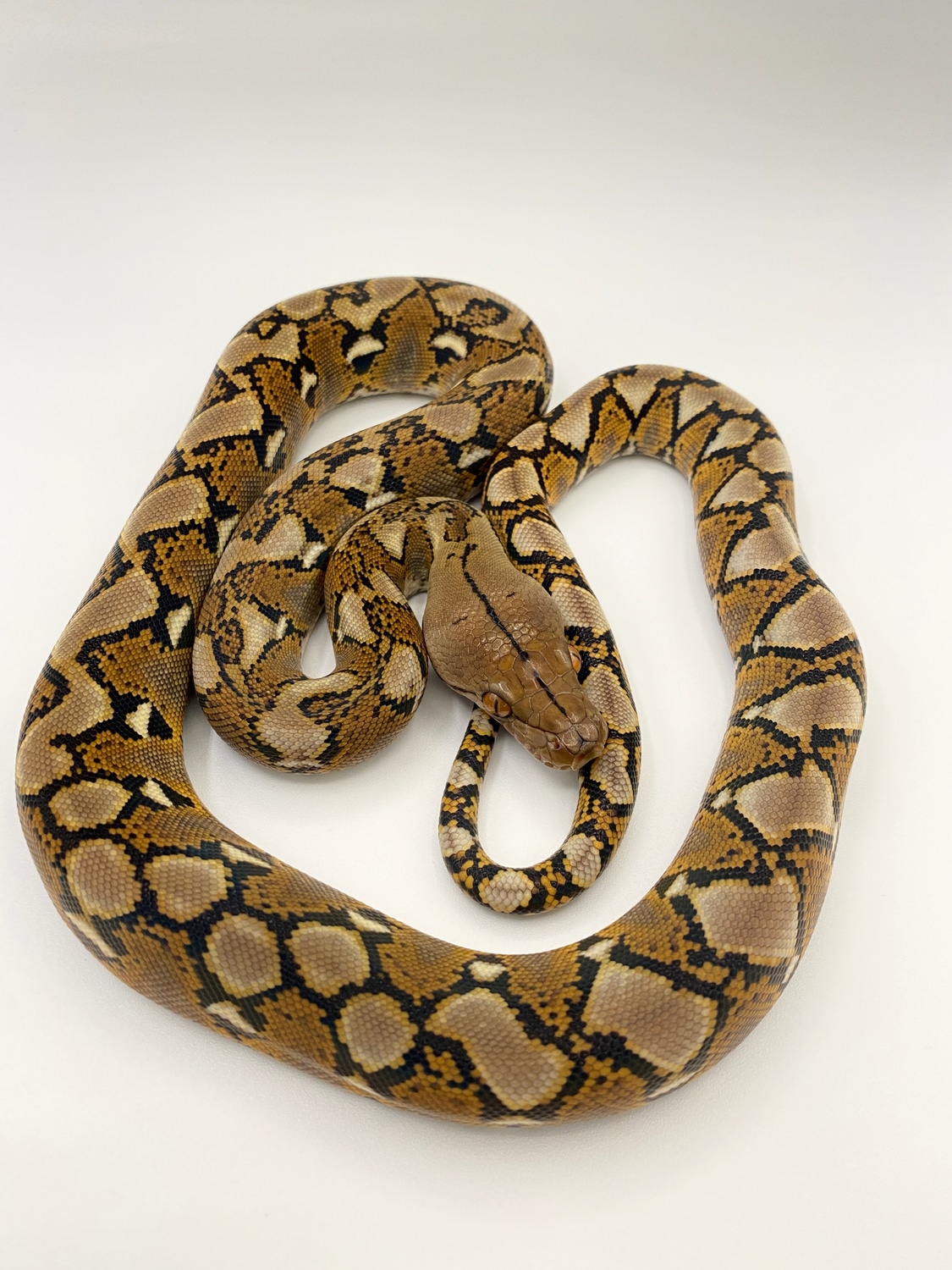 Wild Type Double Anthrax And White Albino Reticulated Python by Seven ...