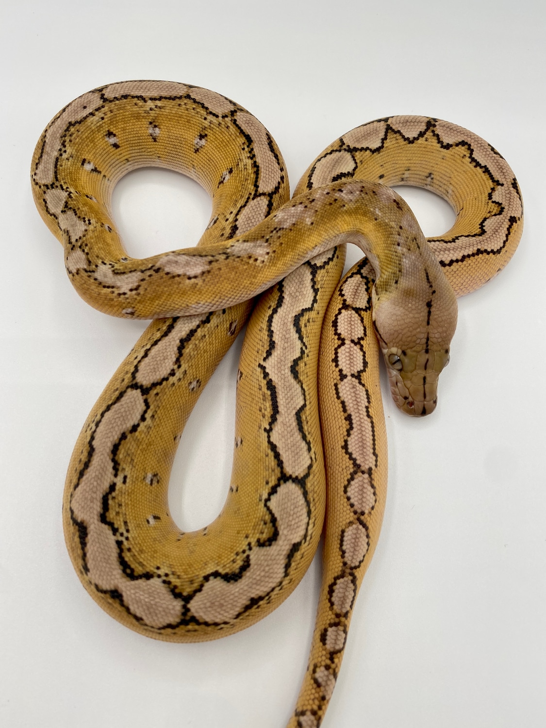 Platinum Motley Double Het Anthrax And White Albino Reticulated Python ...