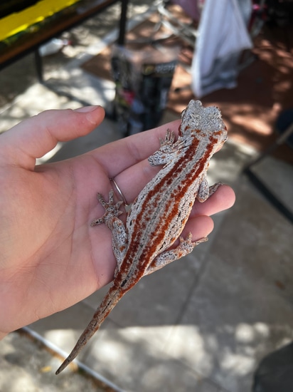Red Adult Female Gargoyle Gecko by Seven geckos