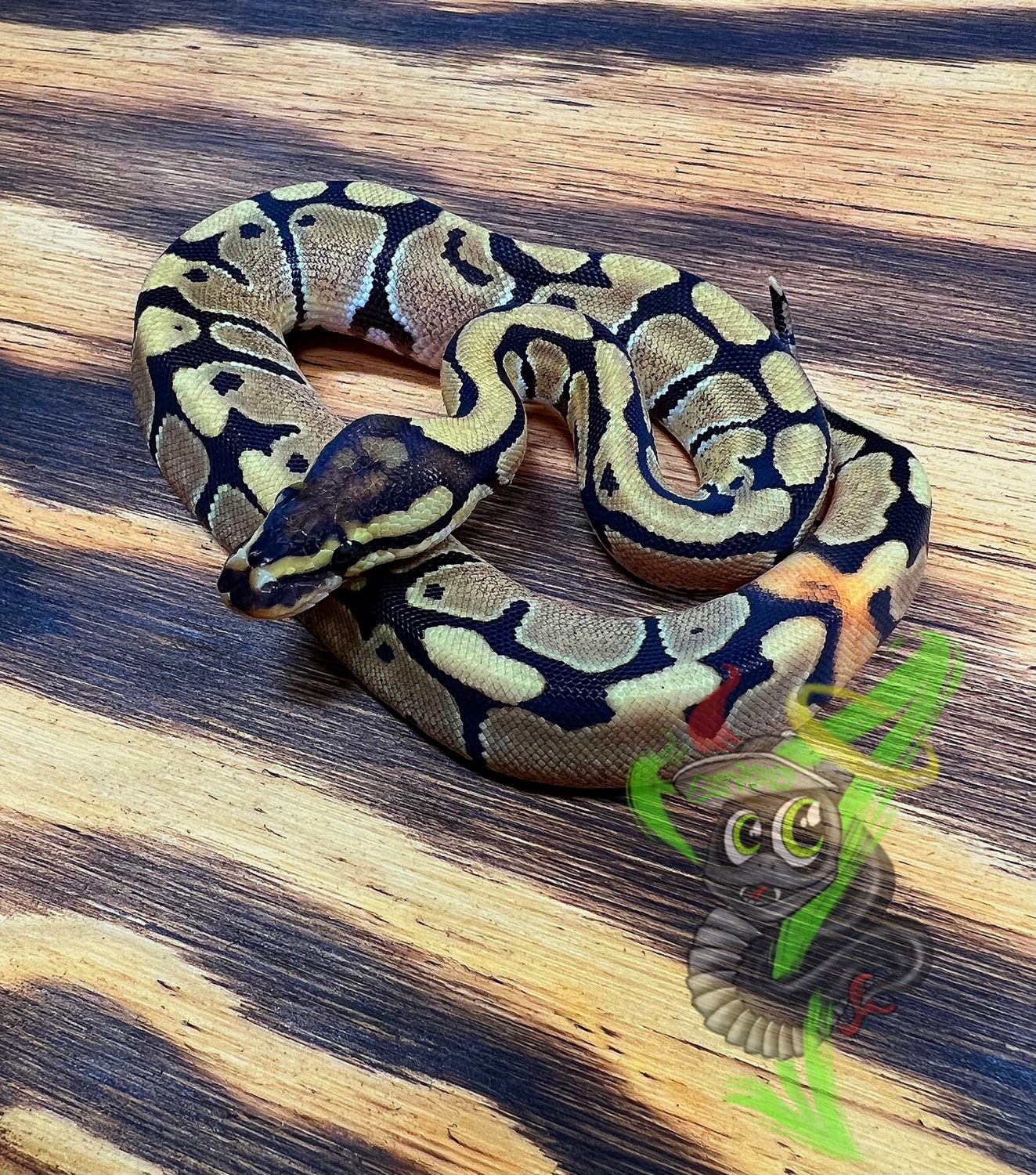 Sulfur Pos Blade Het Clown W/ Ringer Ball Python by Sevens Serpents ...