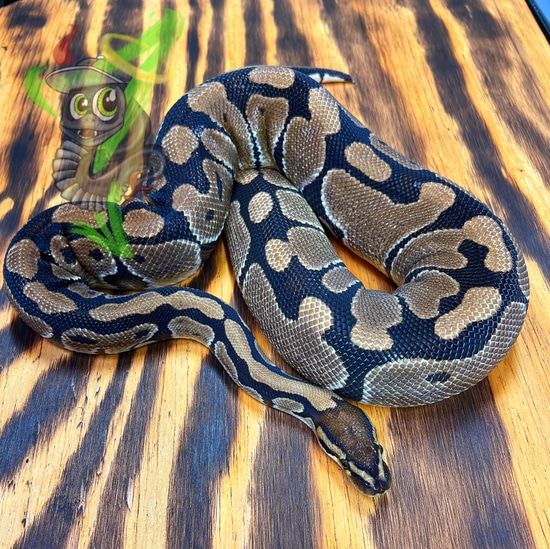 2020 Blade Het Clown Ball Python by Sevens Serpents