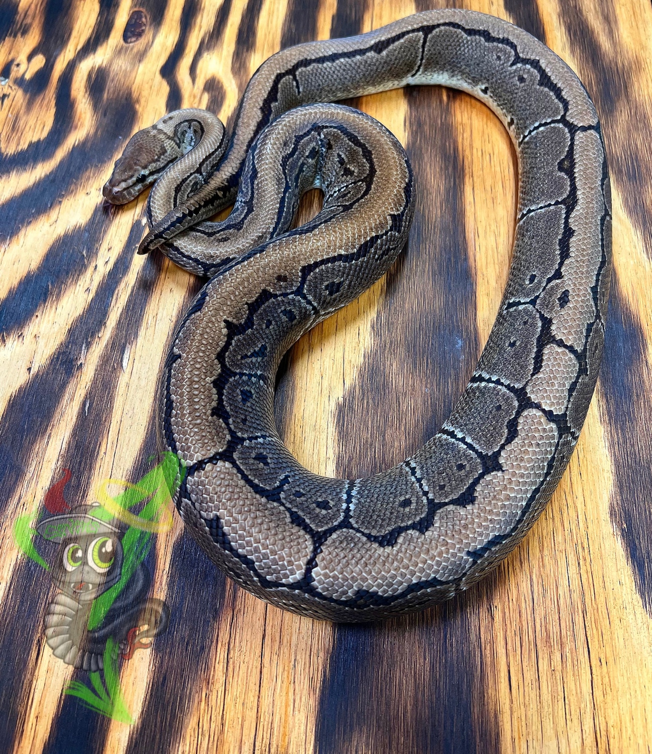 2017 Pinstripe Het Clown That Almost Looks Axanthic. FREE SHIPPING ...