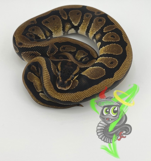 Dinker Pos New Morph Ball Python by Sevens Serpents