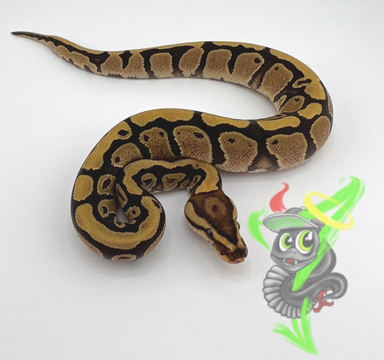Fire Dinker 50% Het Clown Ball Python by Sevens Serpents