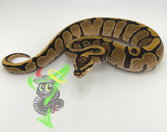 Fire Dinker 50% Het Clown Ball Python by Sevens Serpents