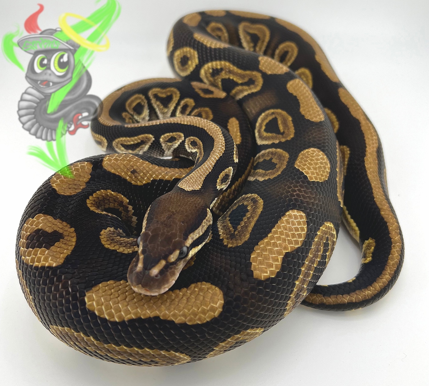 Black Pastel Het Clown Ball Python by Sevens Serpents - MorphMarket