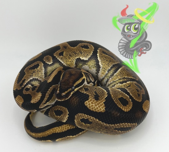 Dinker Pos New Morph Ball Python by Sevens Serpents
