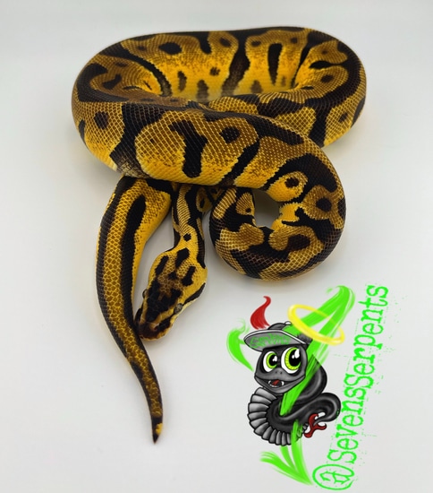Leo Enchi Pastel 100% Het G-Sripe 66% Het Clown Ball Python by Sevens ...