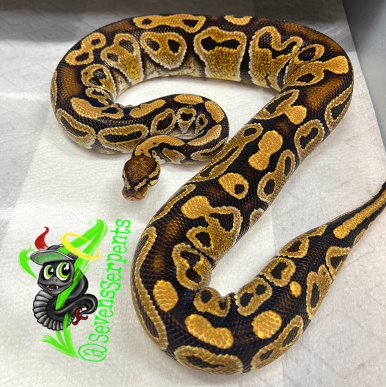 Typhoon Het Clown 50% Het Hypo Ball Python by Sevens Serpents