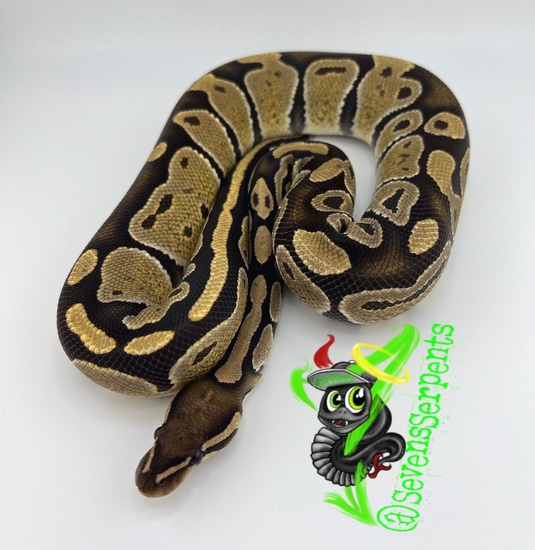 Dinker Green Ghost Ball Python by Sevens Serpents