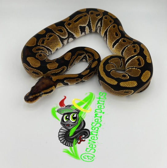DH DG/Clown Ball Python by Sevens Serpents