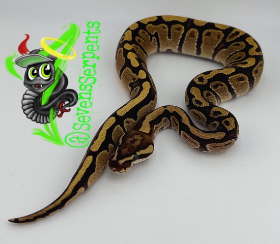 Fire Leopard Dinker 50% Het Clown Ball Python by Sevens Serpents