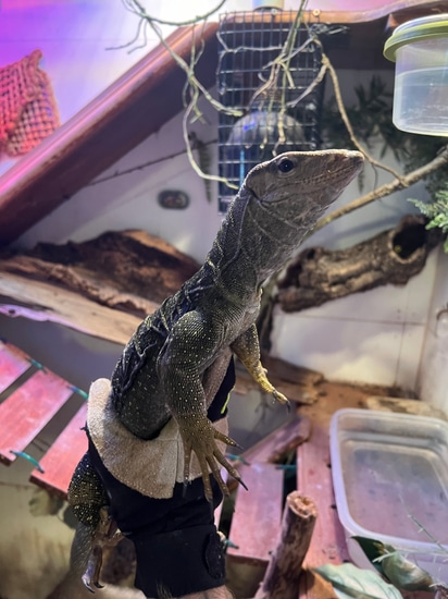 2019 Female Spiny Neck Monitor Other Monitor by Sevens Serpents