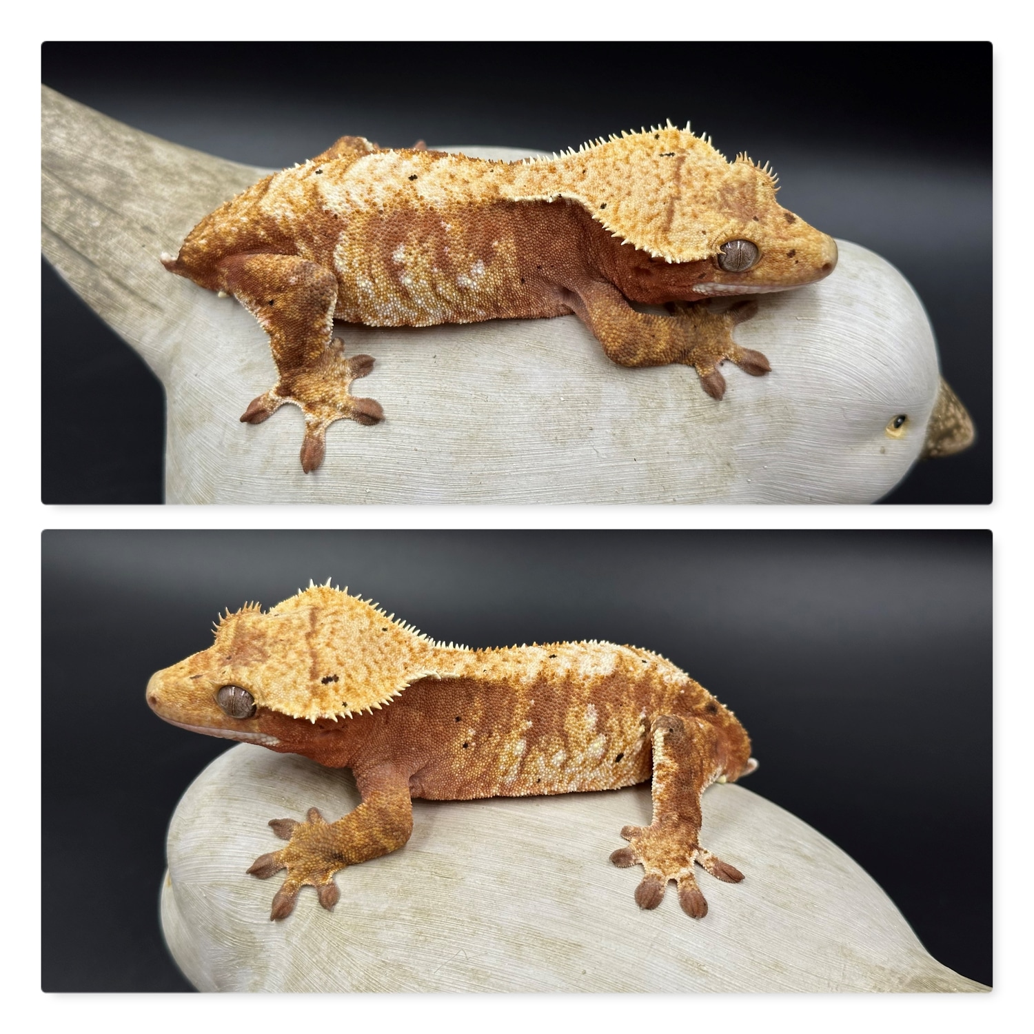 Orange Red Tri-Color Crested Gecko by Giggle Geckos - MorphMarket