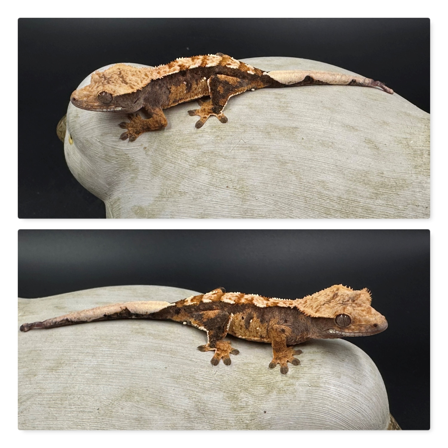 Pores - Extreme Harlequin Crested Gecko by Giggle Geckos - MorphMarket