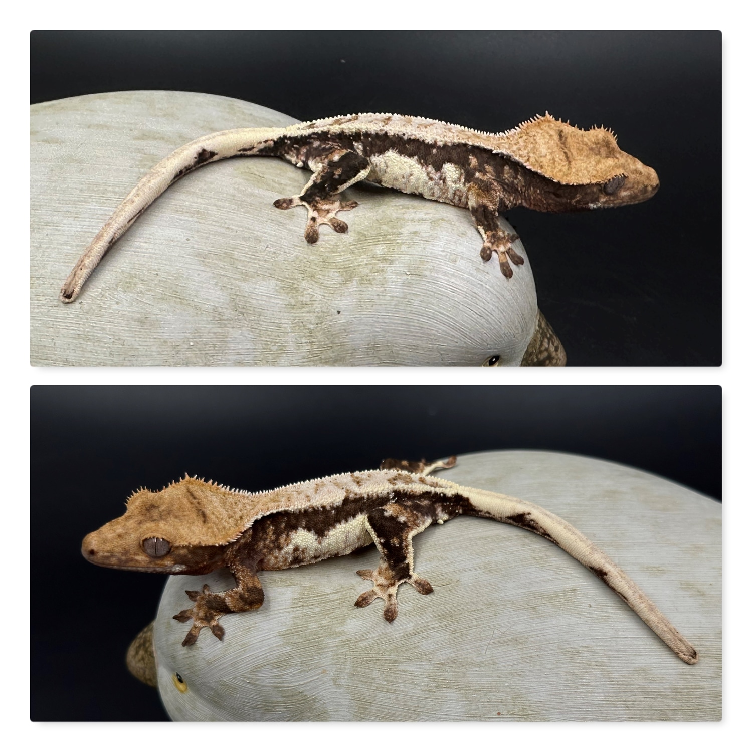 Pores - Lilly White Crested Gecko by Giggle Geckos - MorphMarket