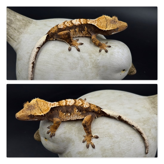 NO Pores - Probably Female - Extreme Harlequin Tri-Color Crested Gecko by Giggle Geckos