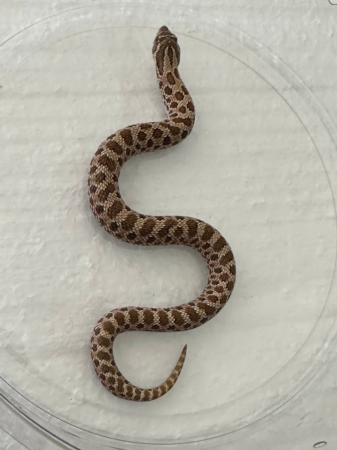 Normal Het Snow Western Hognose by Giggle Geckos - MorphMarket