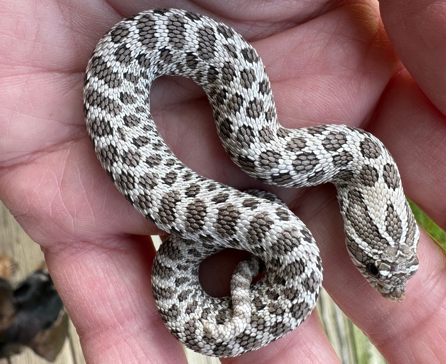 Axanthic Het Snow Western Hognose by Giggle Geckos - MorphMarket