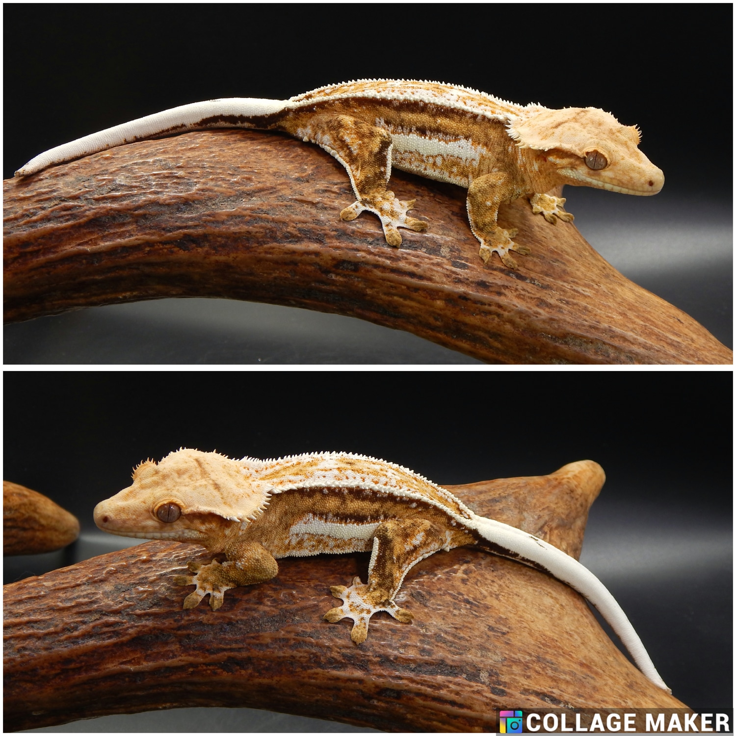 GORGEOUS Yellow And White Quad Stripe Crested Gecko by Giggle Geckos ...