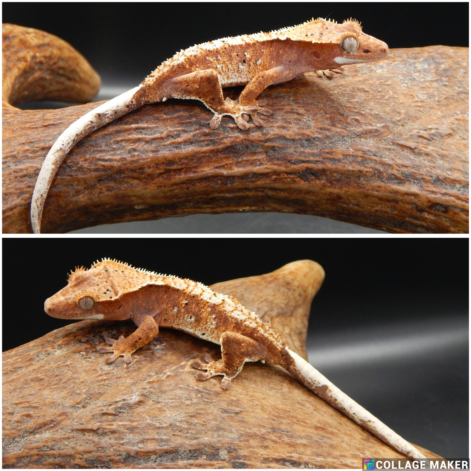 White Patterning Extreme Harlequin Crested Gecko by Giggle Geckos - MorphMarket