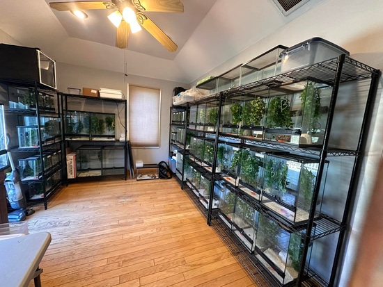 Entire Collection And Enclosures Crested Gecko by Hogs & Hisses