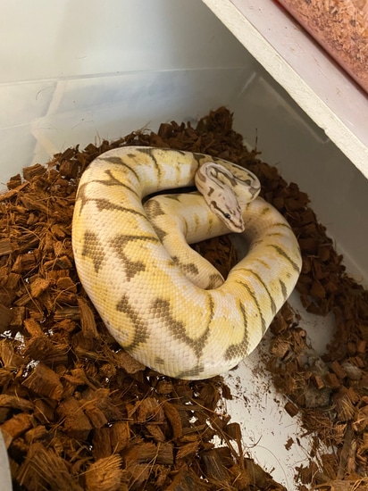 Killer Calibee Ball Python by R&S Reptiles