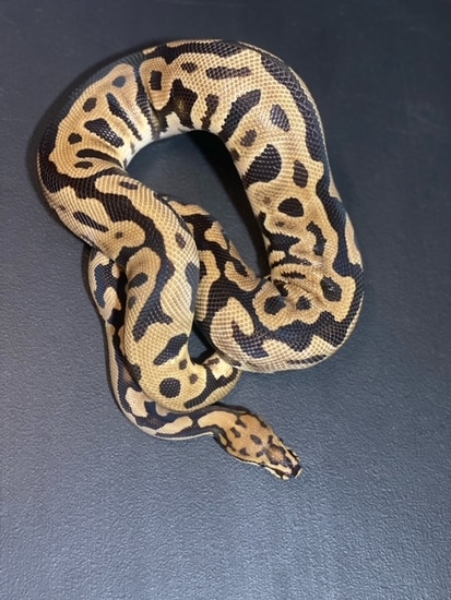 Leopard Spotnose Het Clown Ball Python by Bearded Brothers Exotics