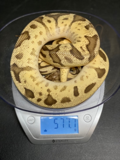 Leopard Orange Dream Pastel Vanilla Ball Python by Bearded Brothers Exotics