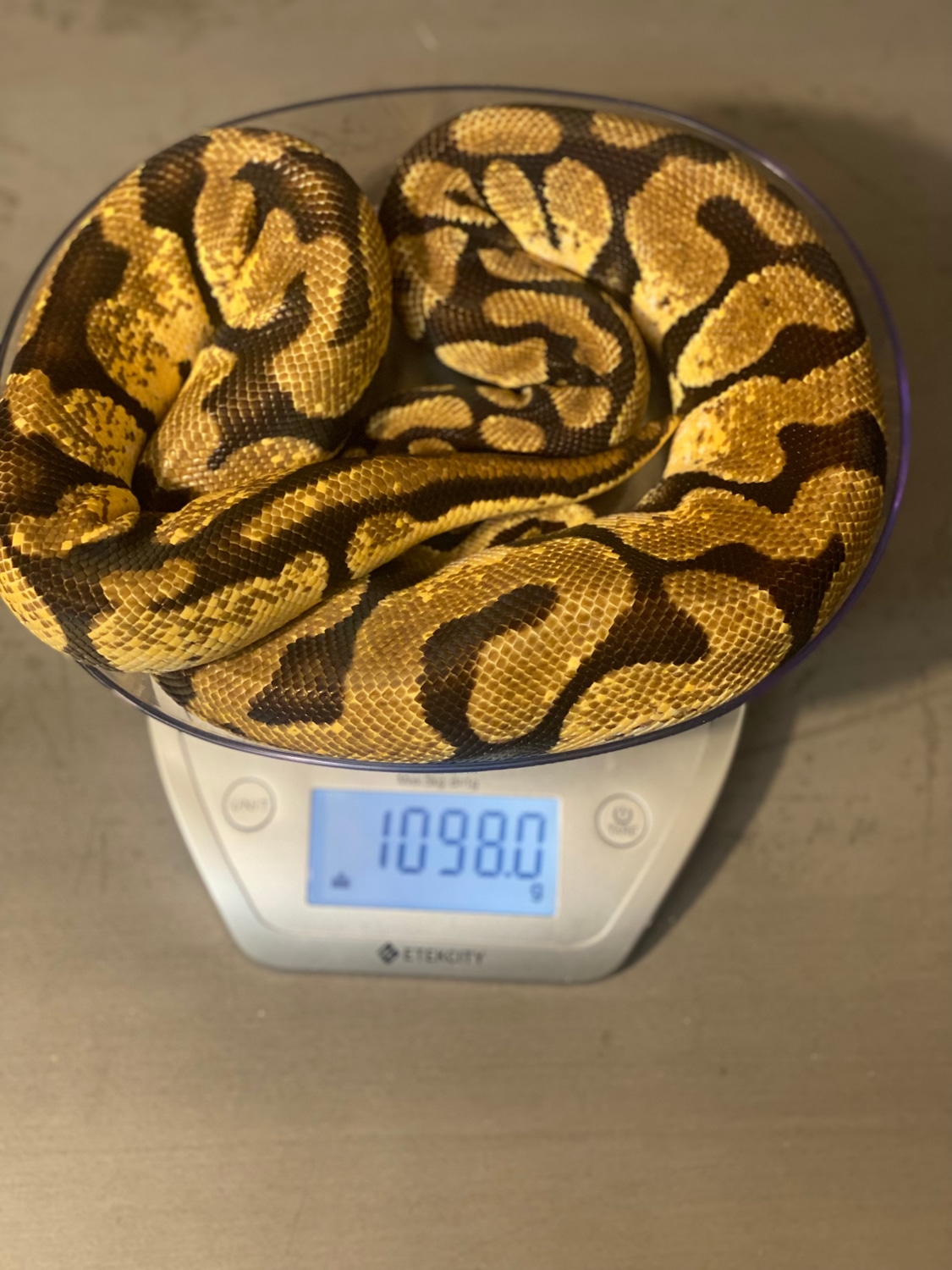 Pastel Enchi Ball Python by Bearded Brothers Exotics - MorphMarket