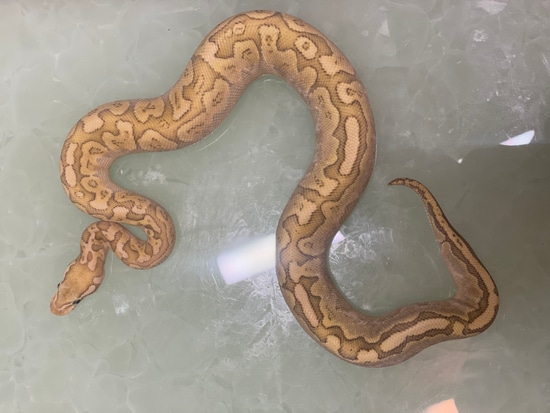 Super Pastel Bamboo Puzzle Ball Python by Bearded Brothers Exotics