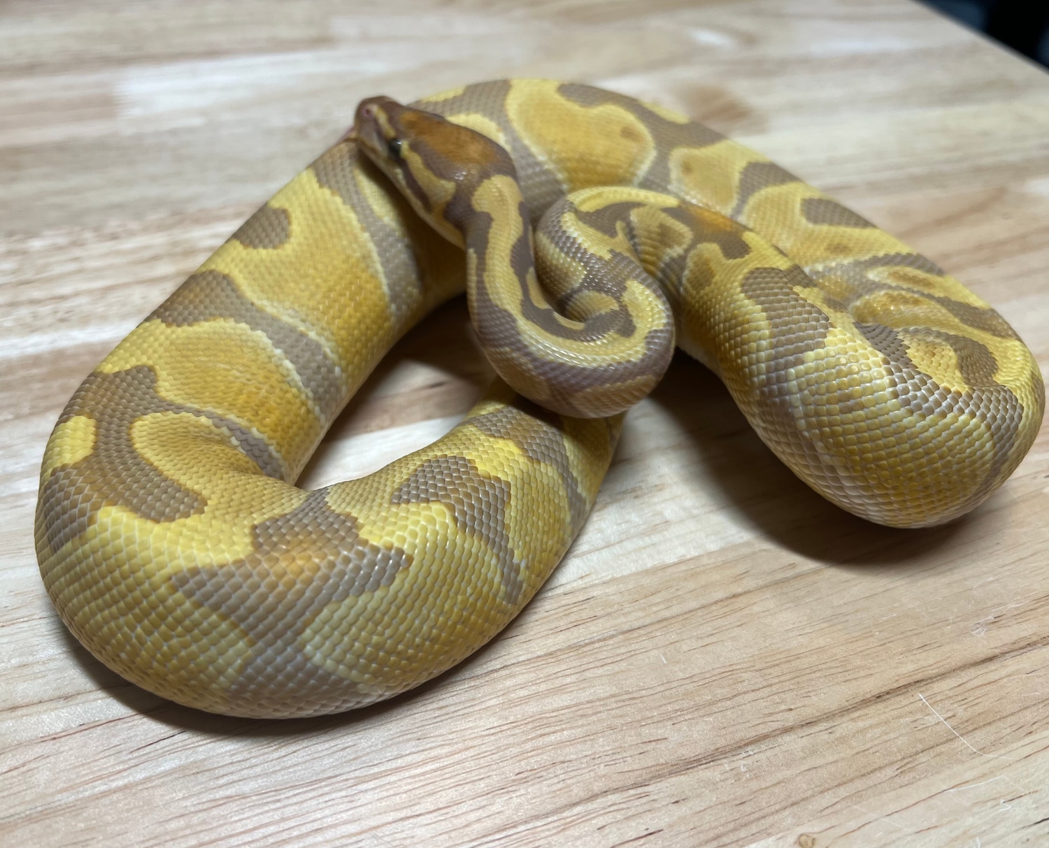 Super Enchi Ultramel Ball Python by Bearded Brothers Exotics - MorphMarket