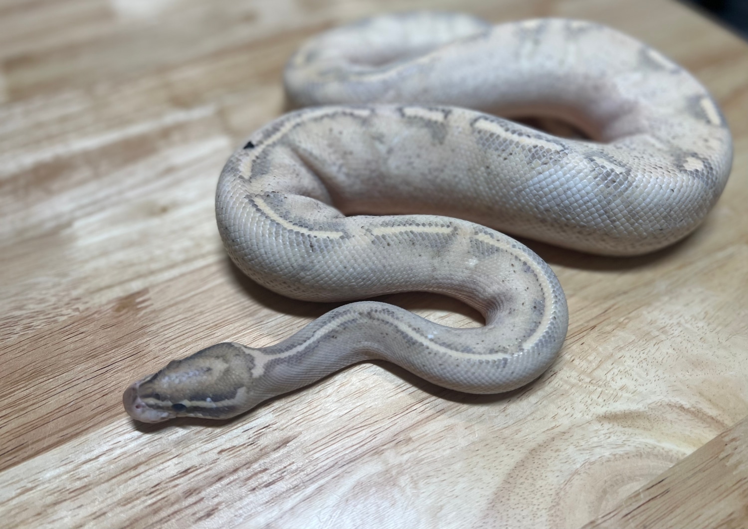 Fire Highway Ball Python by Bearded Brothers Exotics - MorphMarket
