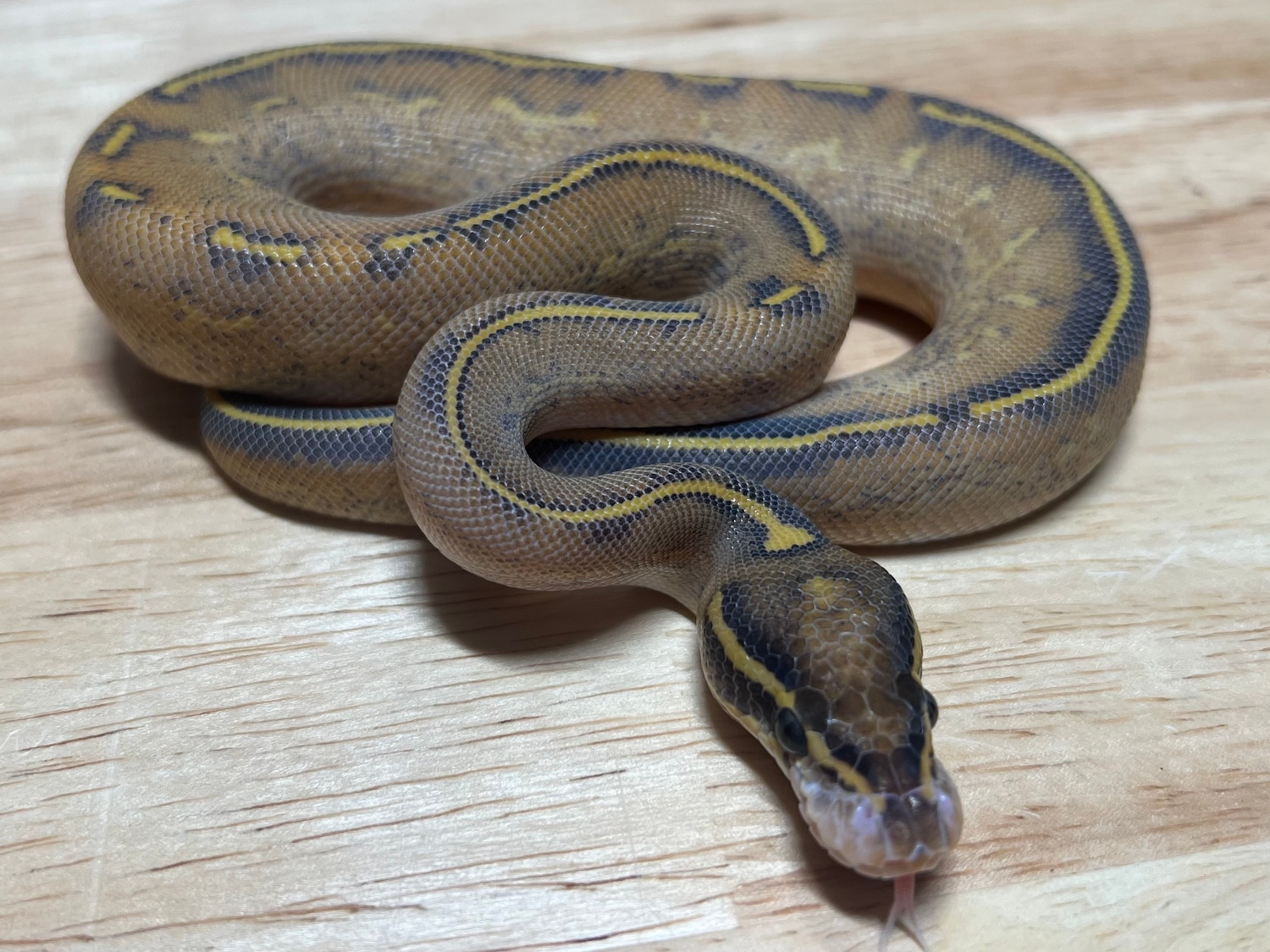 Highway Ball Python by Bearded Brothers Exotics - MorphMarket