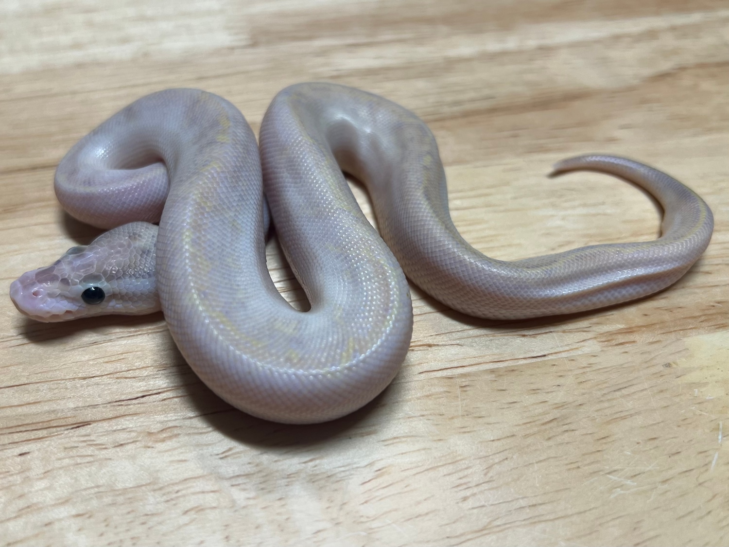 Fire Ivory Ball Python by Bearded Brothers Exotics - MorphMarket