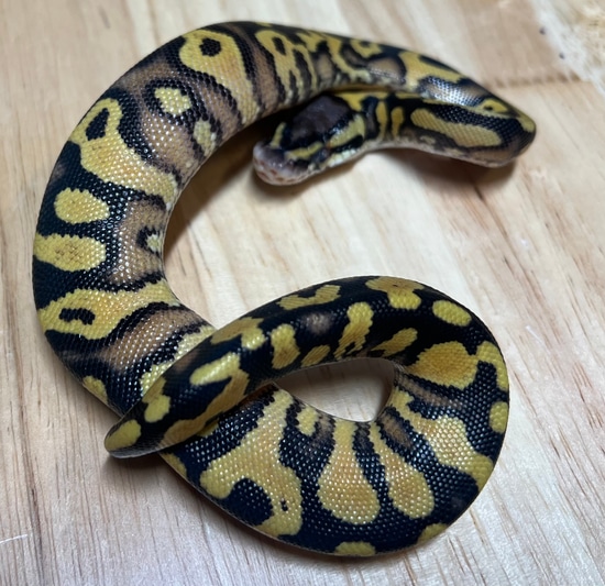 Pastel Yellow Belly/Gravel Ball Python by Bearded Brothers Exotics