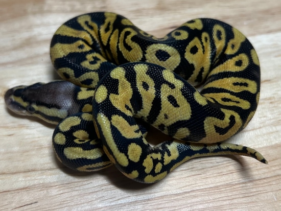 Pastel Fire Yellow Belly/Gravel Ball Python by Bearded Brothers Exotics