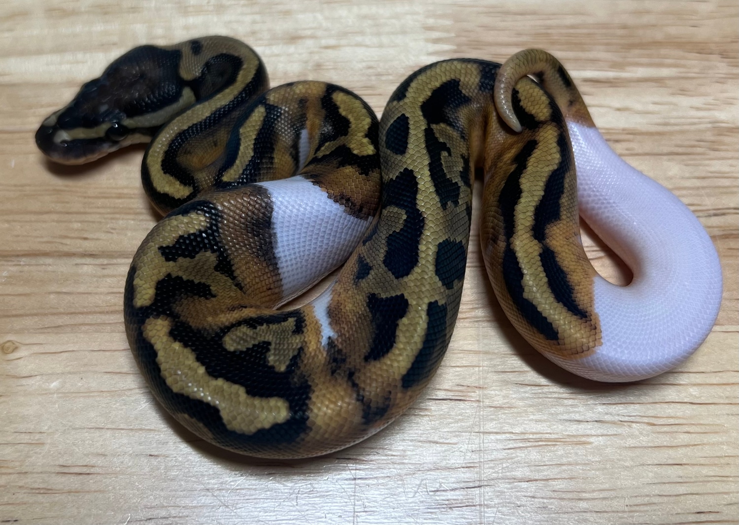 Pied Het VPI Axanthic Ball Python by Bearded Brothers Exotics - MorphMarket