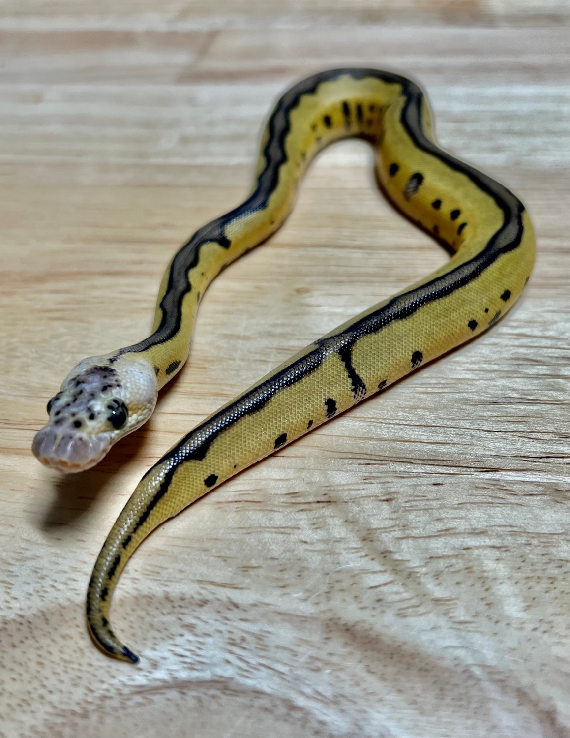 Leopard Pastel Blade Clown Ball Python by Bearded Brothers Exotics - MorphMarket
