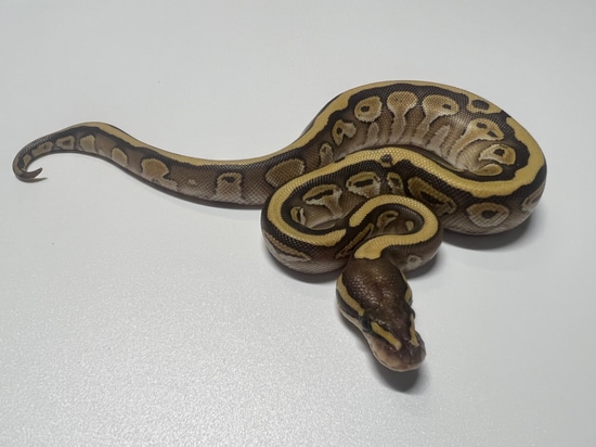 Lessor Grim Possible Trident Ball Python by Bearded Brothers Exotics