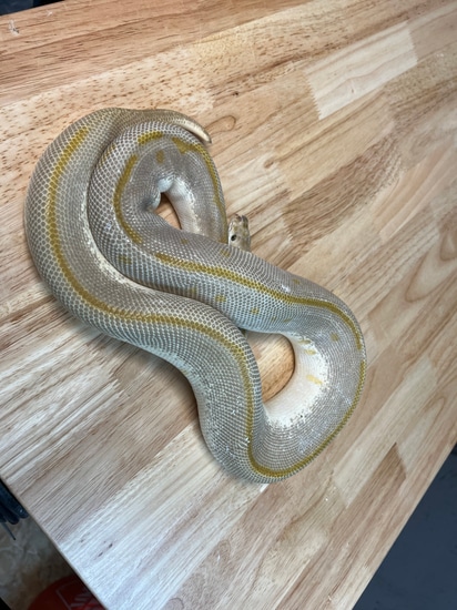 Lessor Spider Leopard Clow Ball Python by Bearded Brothers Exotics